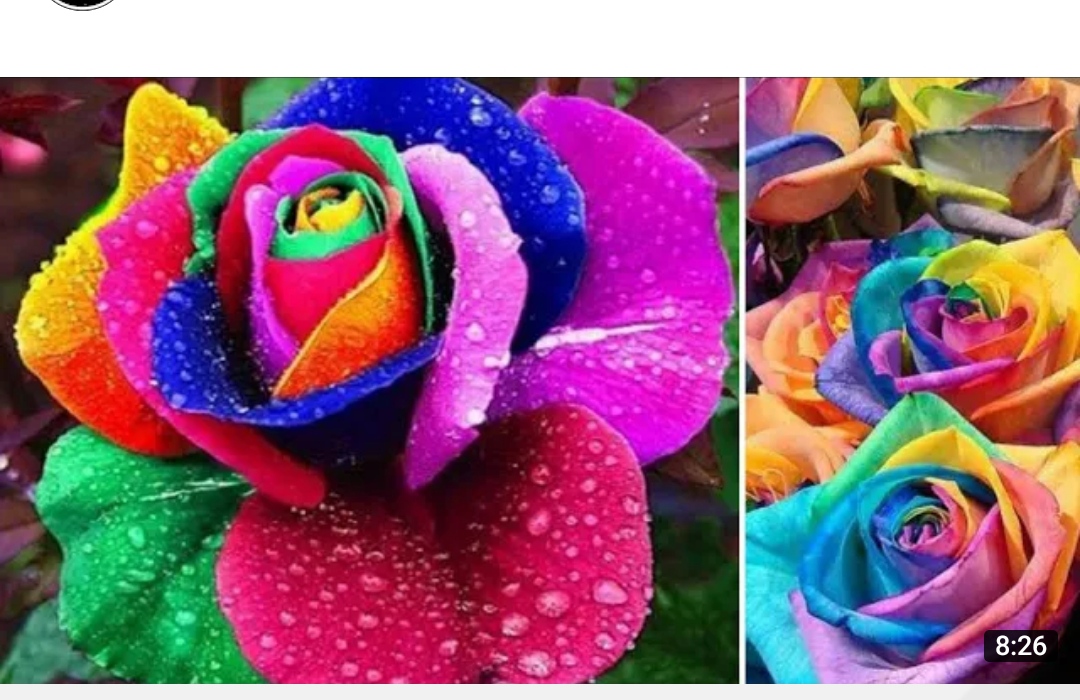 Assista a “As 7 Rosas Mais LINDAS e DIFERENTES do Mundo Que Vão Te ...